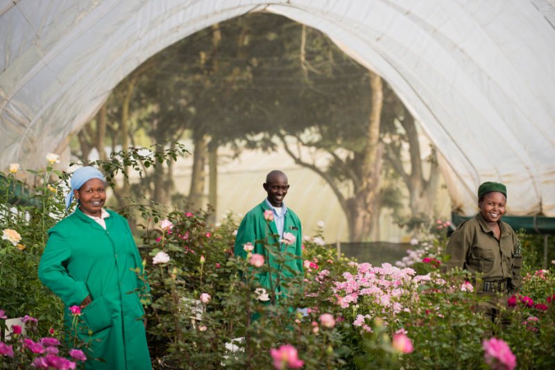 Roses from Africa? Discover the Partnership between Belle Epoque and T