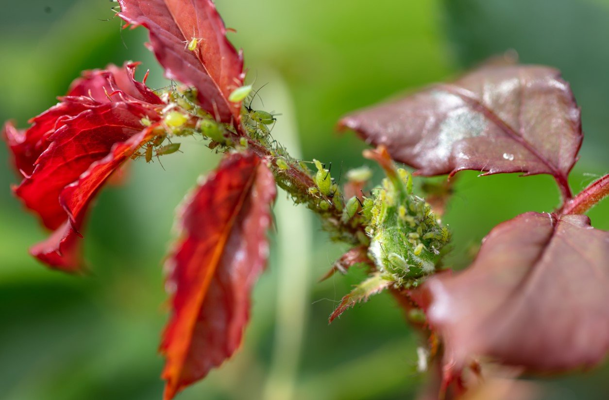 What to do about aphids on roses? – Belle Epoque