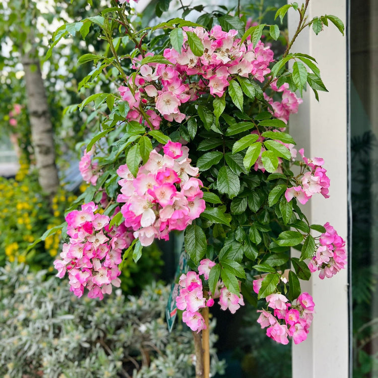 Tuinrozen voor liefhebbers direct van de rozenkwekerij – Belle Epoque