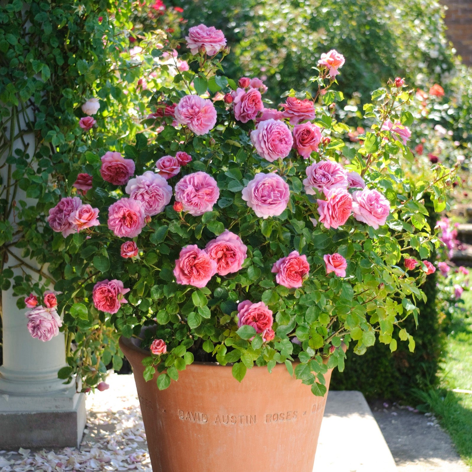 Princess Alexandra of Kent roos (David Austin) – Engelse struikroos ...