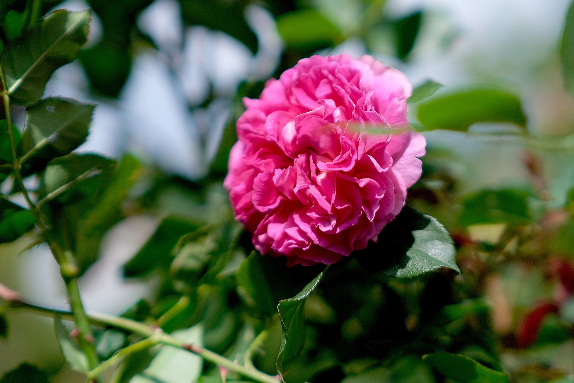 Buy XL Climbing roses | Large climbing roses from 160 cm | Belle Epoque