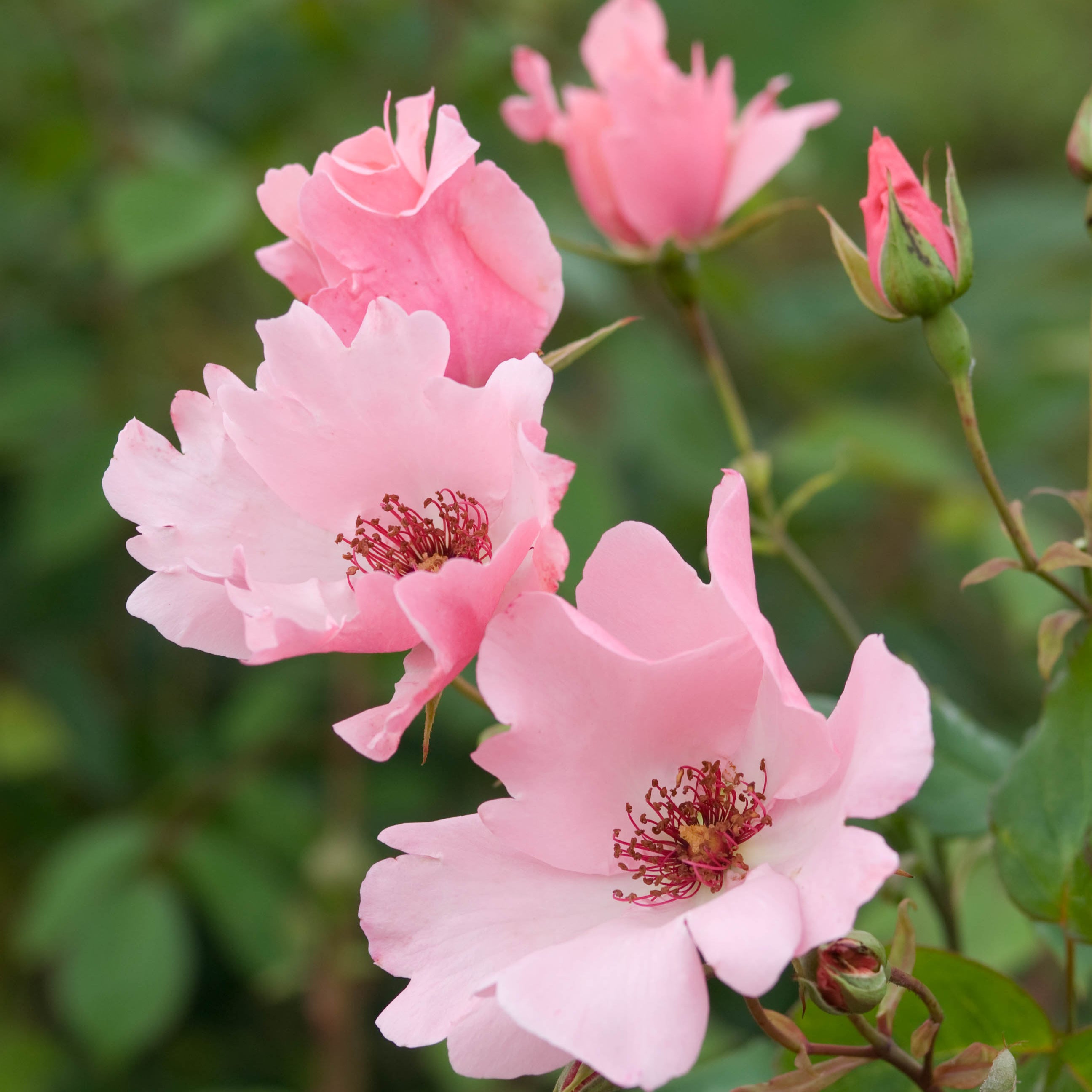 Buy Dainty Bess rose | Belle Epoque rose nursery