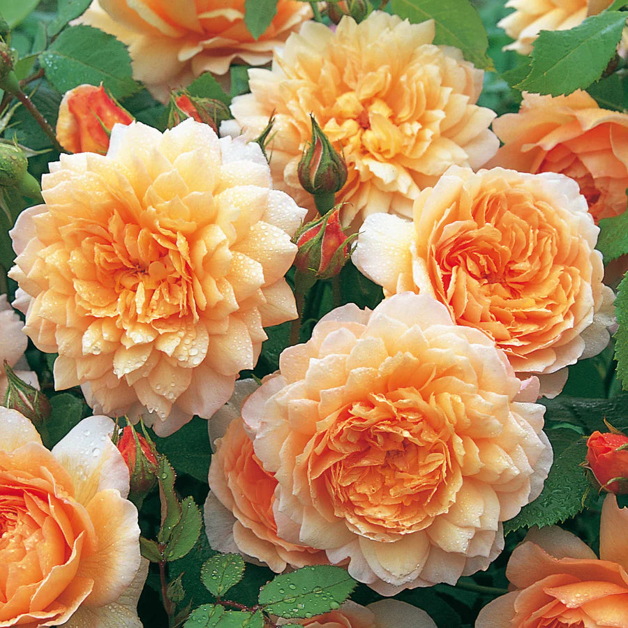 Rosa Grace roos (David Austin) – Engelse roos abrikooskleurig geurend ...