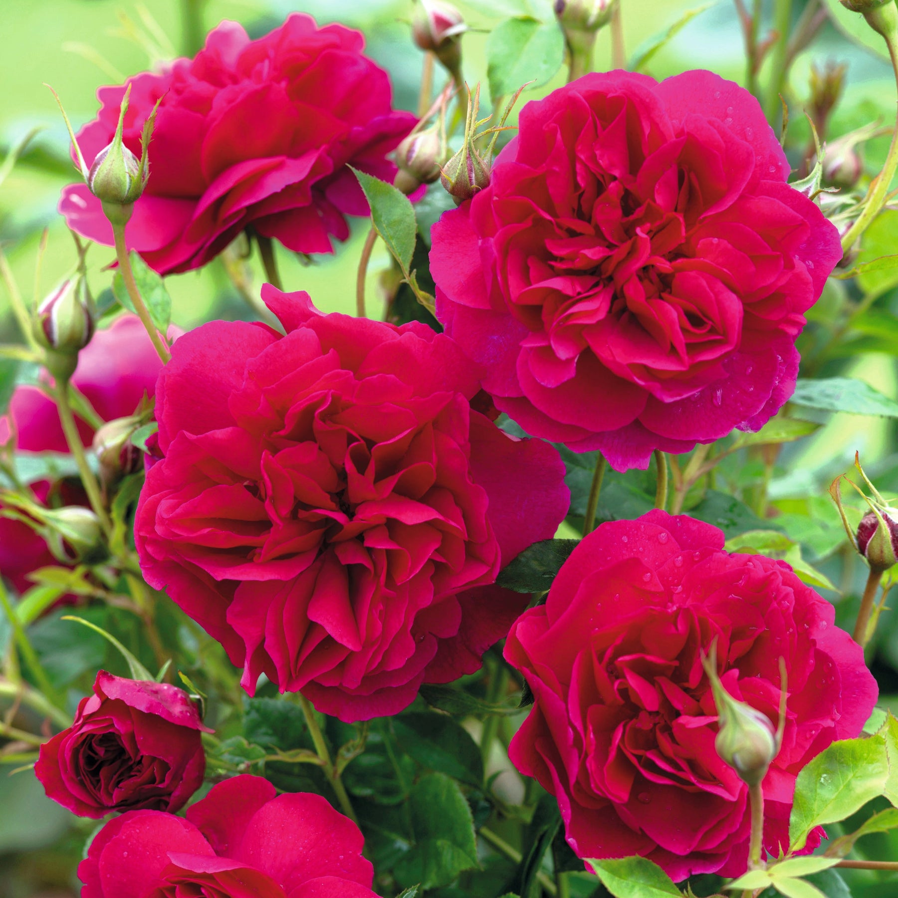 Rosa Thomas Becket stamroos 90 cm – Dieprode Engelse geurroos | Belle ...