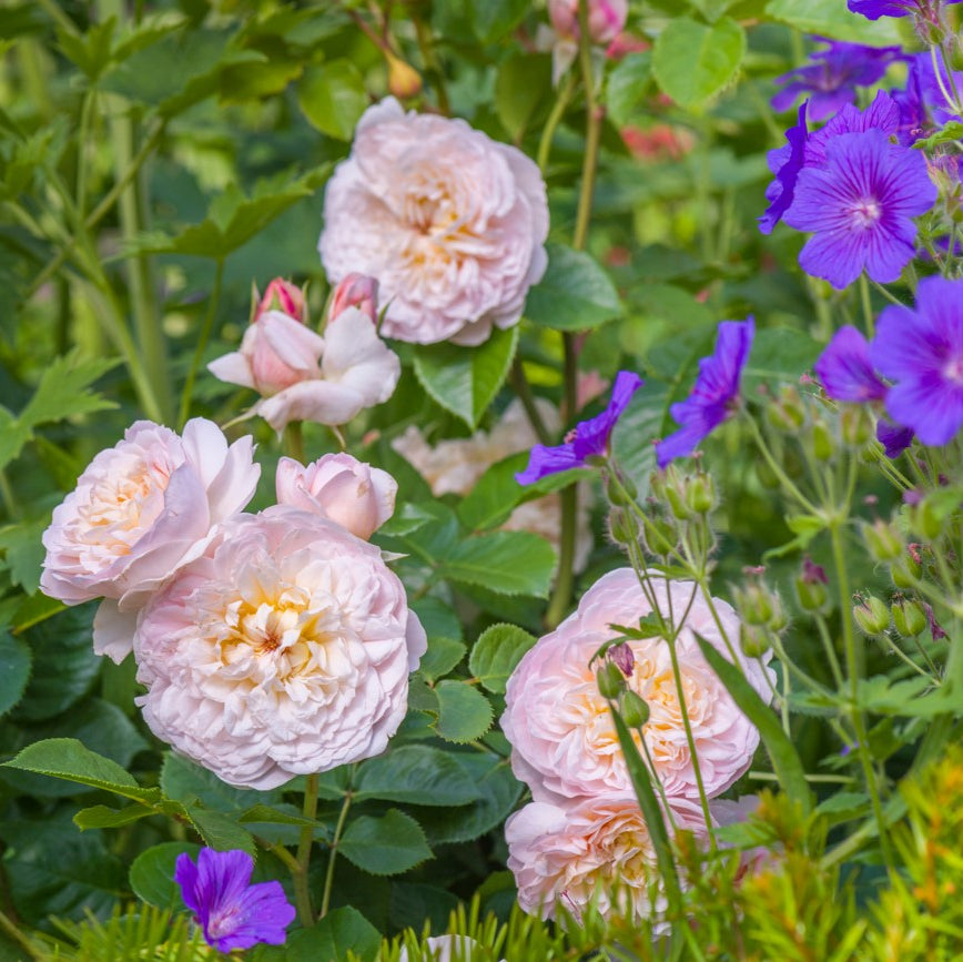 Rosa Emily Brontë® – romantische Engelse roos van David Austin | Belle ...