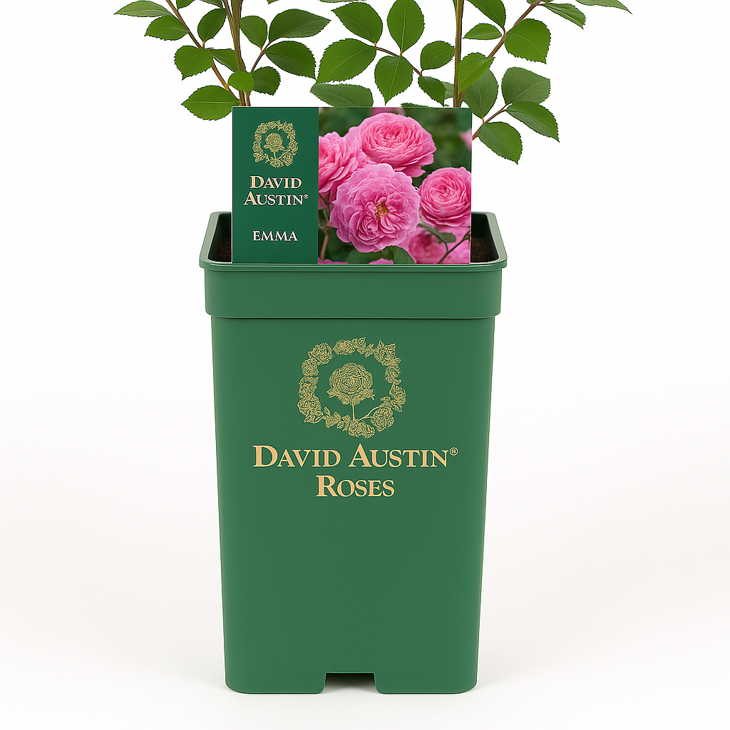 Buy Rose 'Emma Bridgewater' by David Austin - Unique Apricot Pink ...