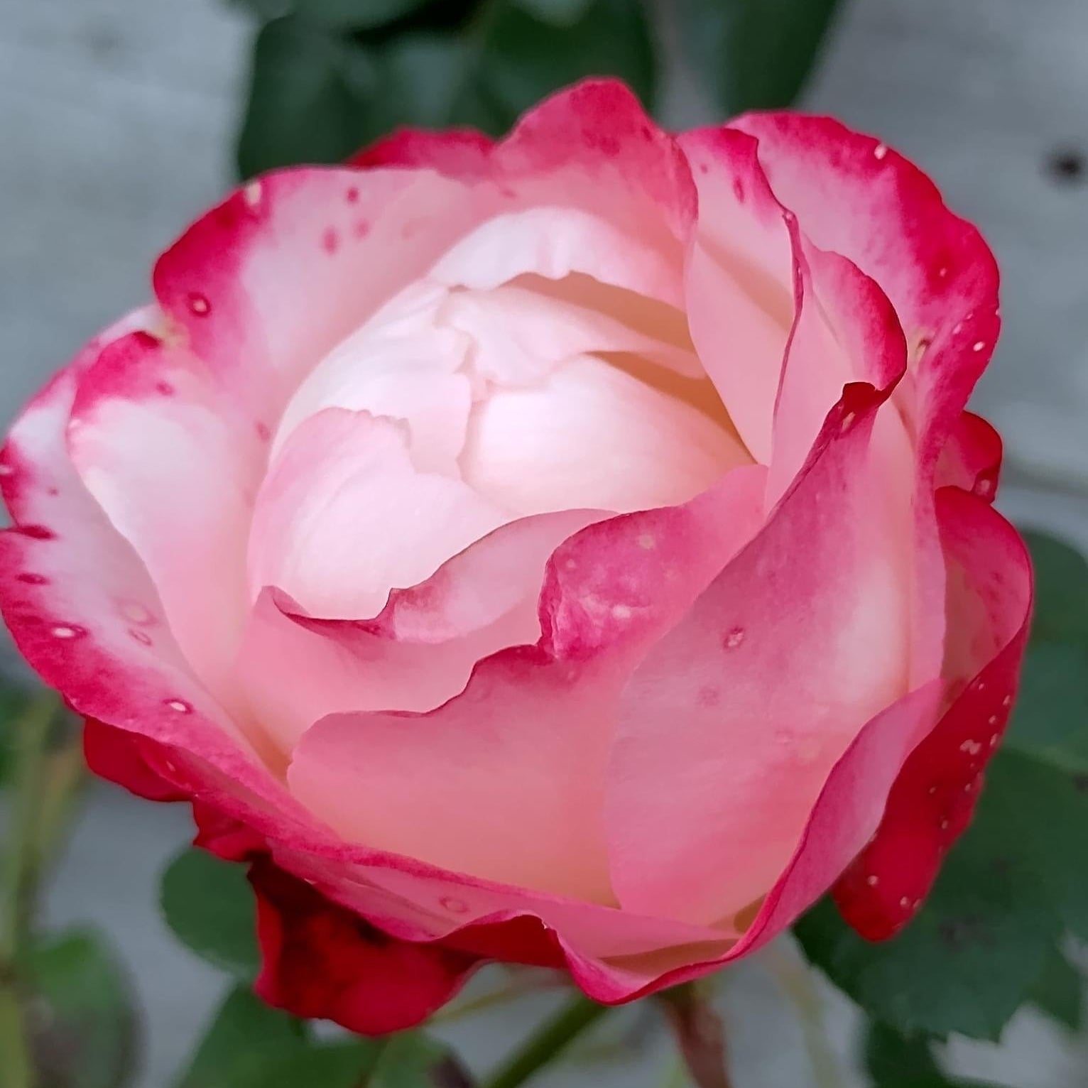 Rosa Nostalgie stamroos 90 cm – Crèmewitte en rode geurroos | Belle Epoque