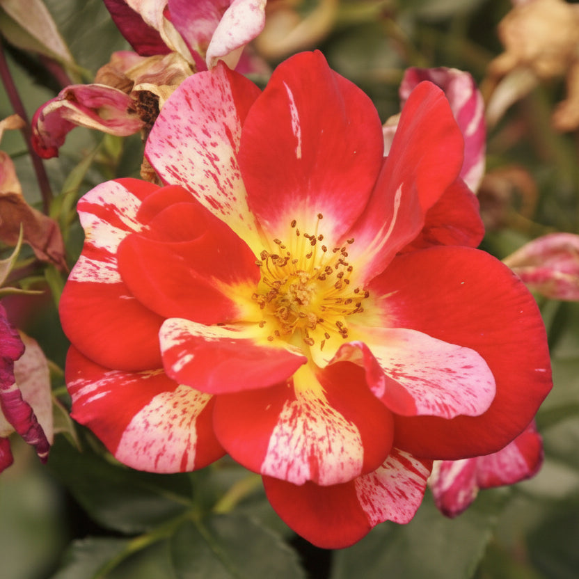 Buy Japanese Rose BI Kirari | Sparkling yellow garden rose – Belle Epoque