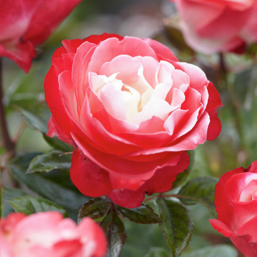 Rosa Nostalgie stamroos 90 cm – Crèmewitte en rode geurroos | Belle Epoque