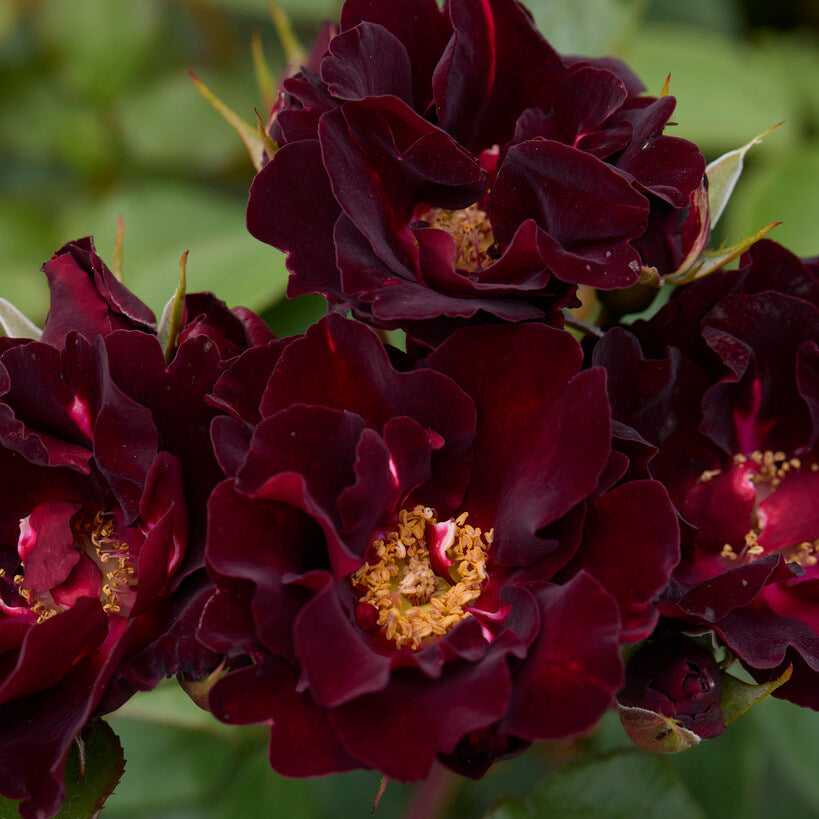 Rosa ‘Pretty Black’ kopen – donkerrode trosroos (Meifainoir) | Belle Epoque