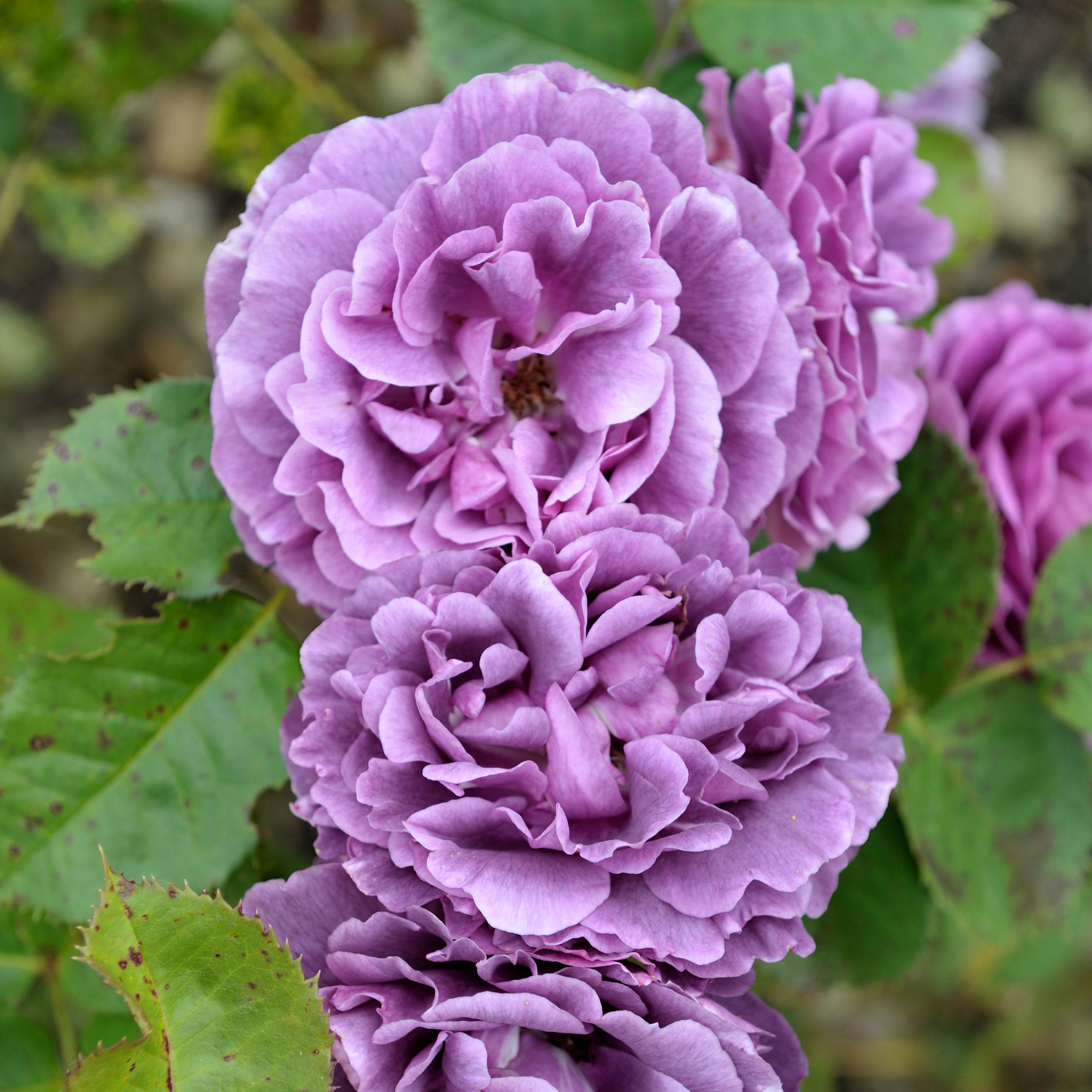 Rosa Minerva – Paarse tot blauwe trosroos met geur | Belle Epoque