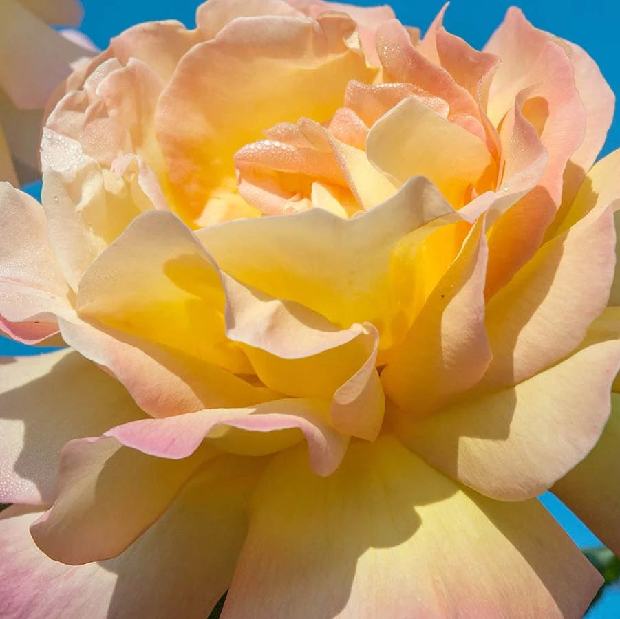 Rosa ‘Peace’ – Historische grootbloemige roos, symbool van vrede ...