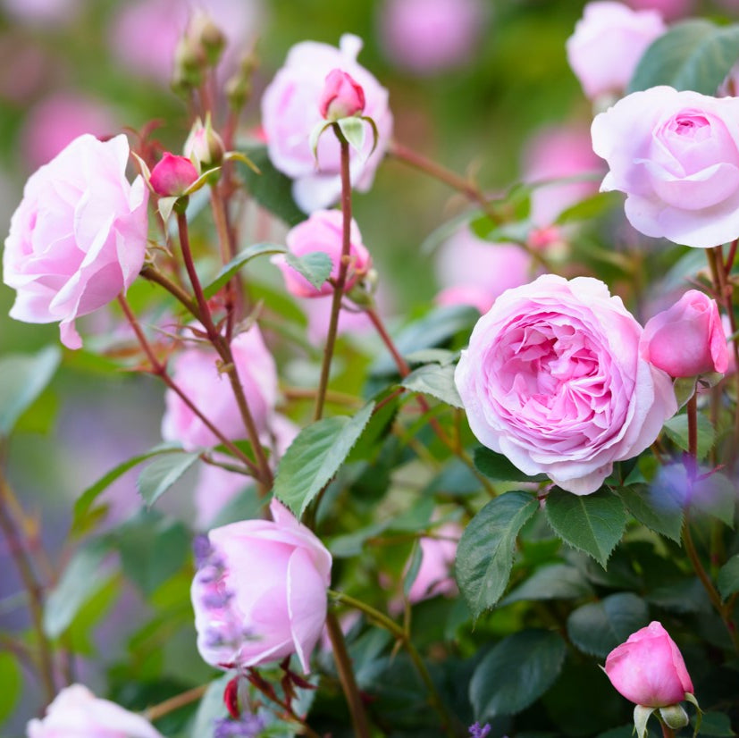Nostalgic English Rose: Soft Pink Splendor - Belle Epoque