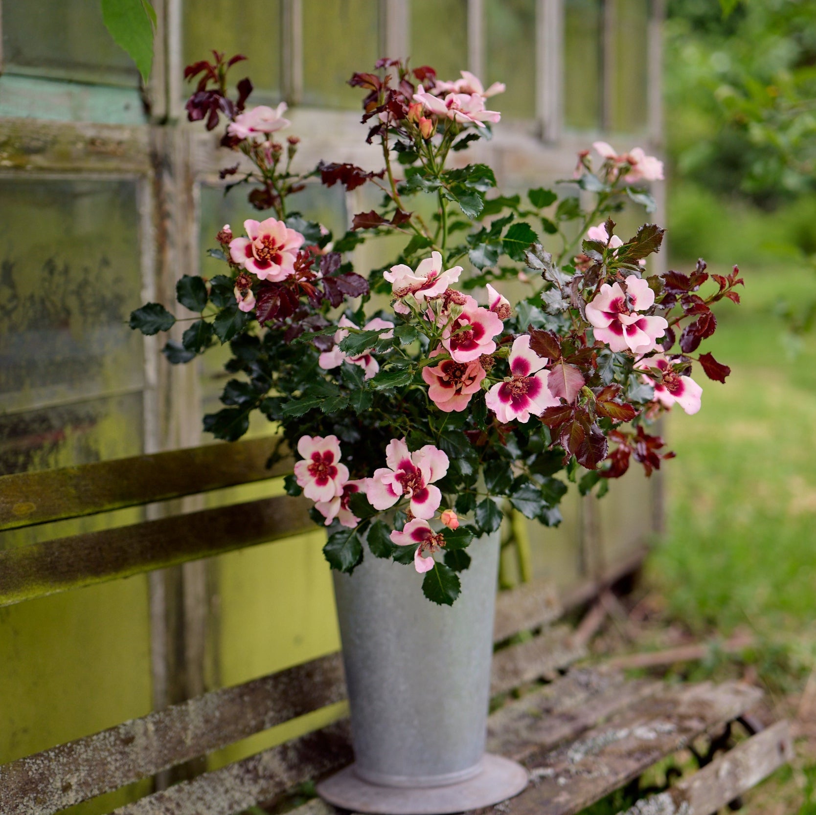 Rosa ‘Sweet Babylon Eyes’® kopen | Zachtroze Perzische struikroos ...