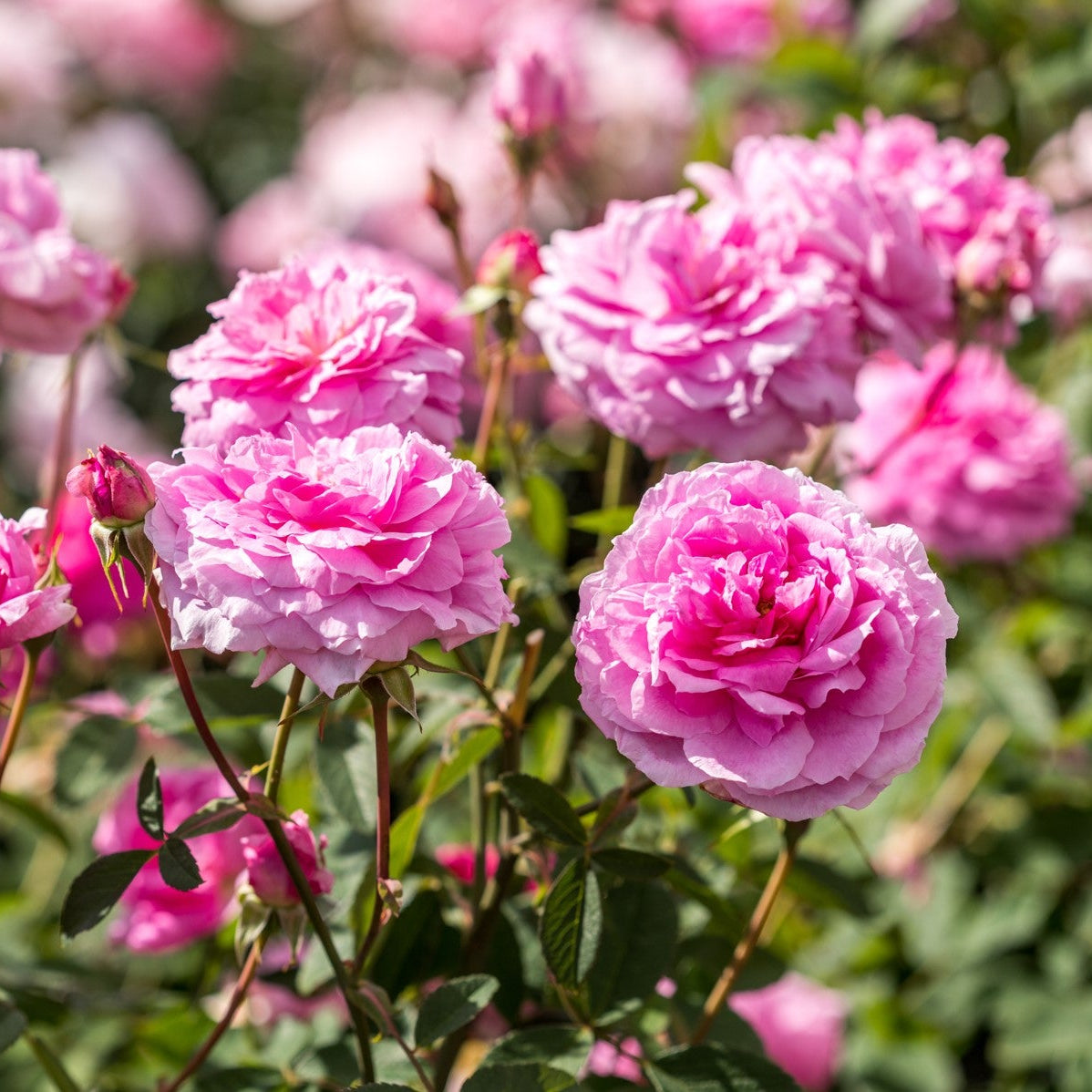The Mayflower rose (David Austin) – English shrub rose pink fragrant ...
