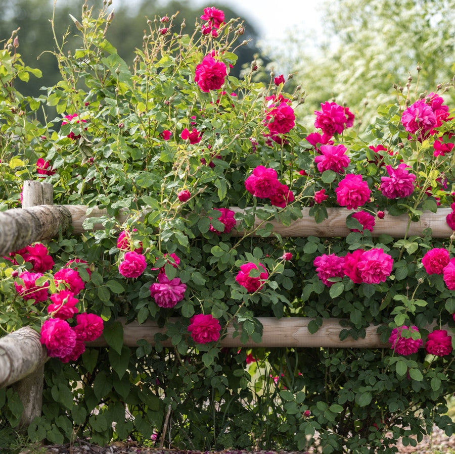 Rosa Thomas Becket stamroos 90 cm – Dieprode Engelse geurroos | Belle ...