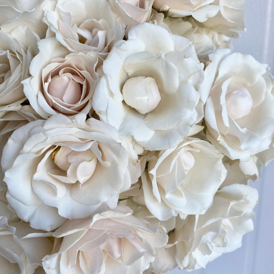 White Majolica roos | Elegante witte tuinroos – Belle Epoque