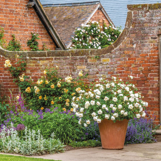 Rose ‘Desdemona’: Beautiful Old Shrub Rose - Belle Epoque
