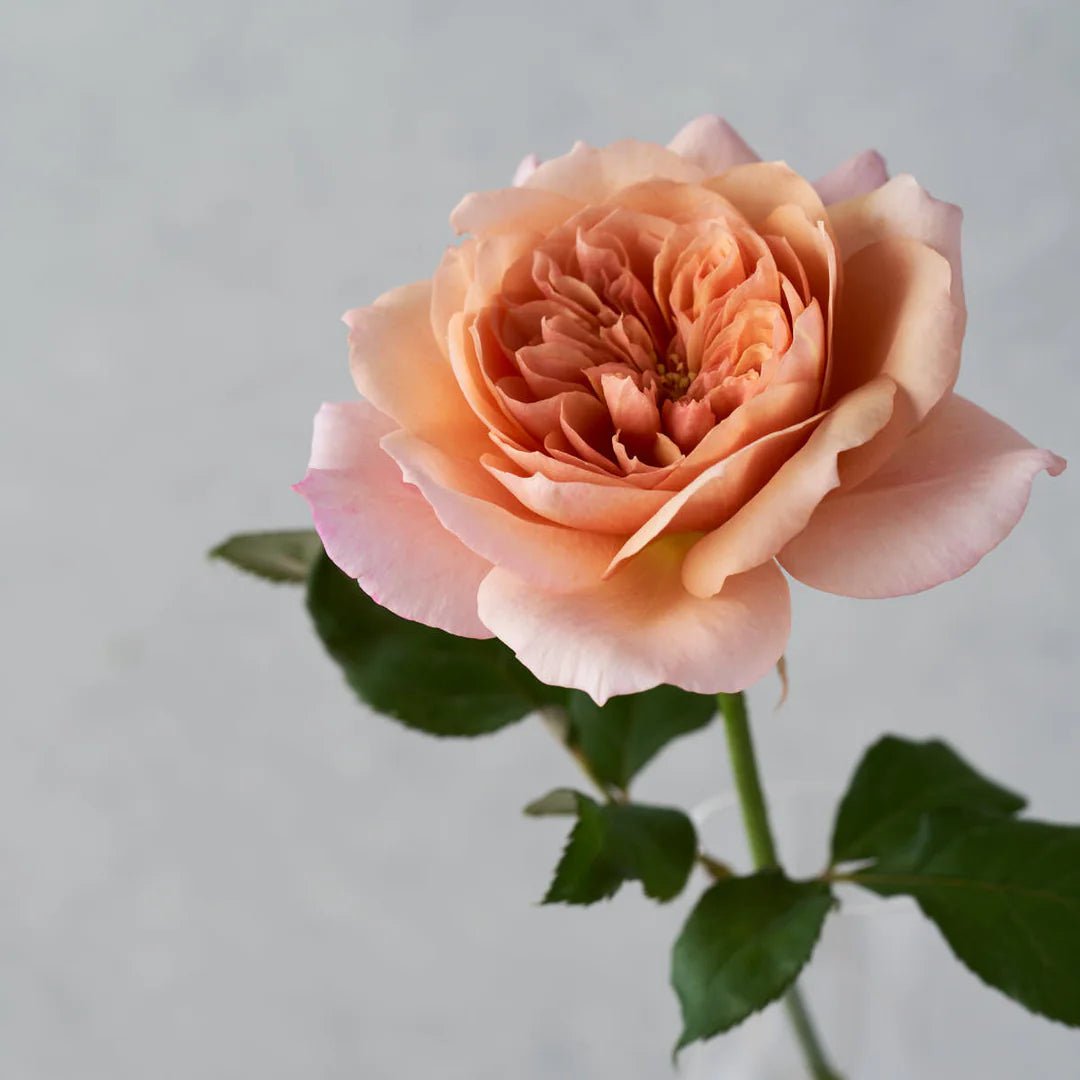 Rosa Gen Wabara – Exclusieve Japanse roos met warme tinten | Belle Epoque