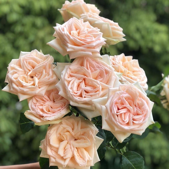 Princess Maya® (Night Rain) roos kopen – exclusieve Japanse roos ...