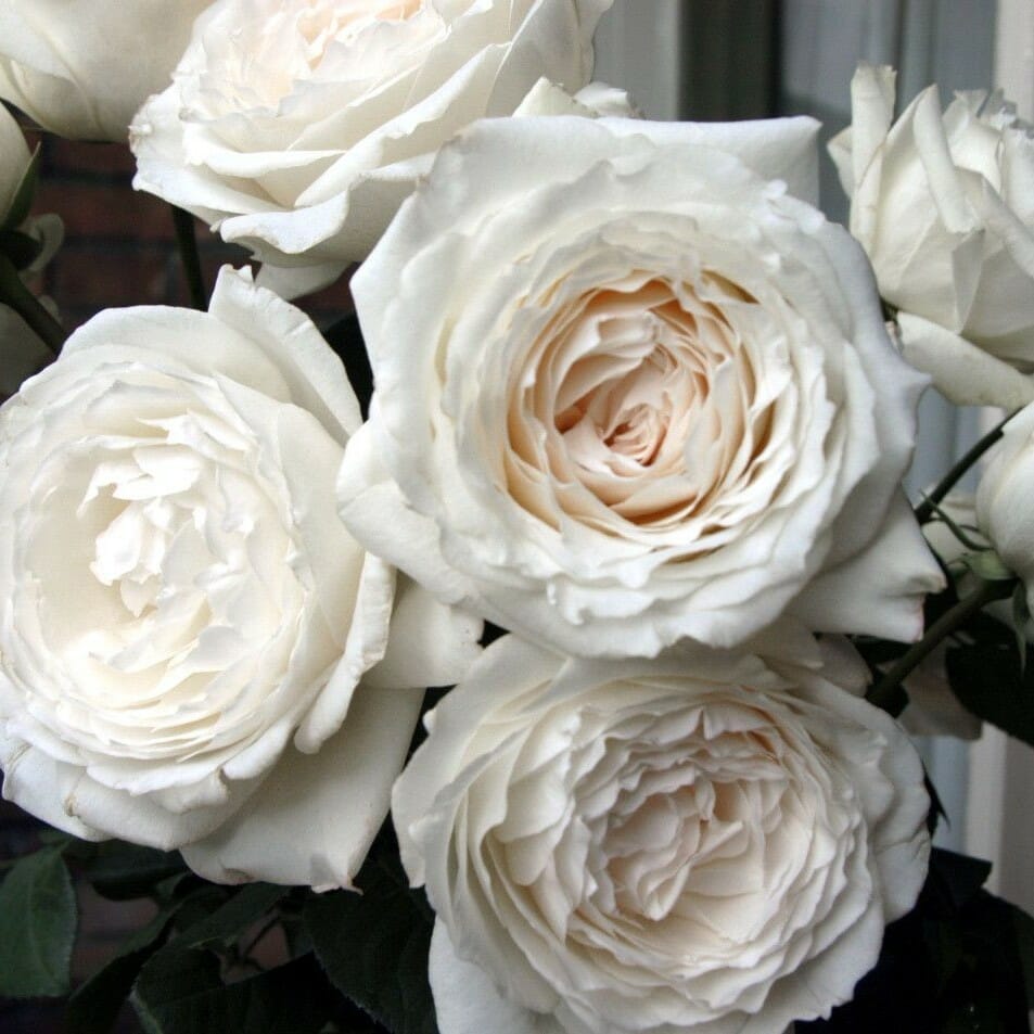 Princess Miyuki roos kopen | Exclusieve witte tuinroos uit Japan ...