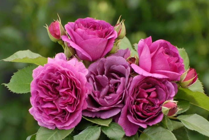 "Rosa 'Minerva' - Unieke Struikroos met Kleurverandering | Belle Epoque"