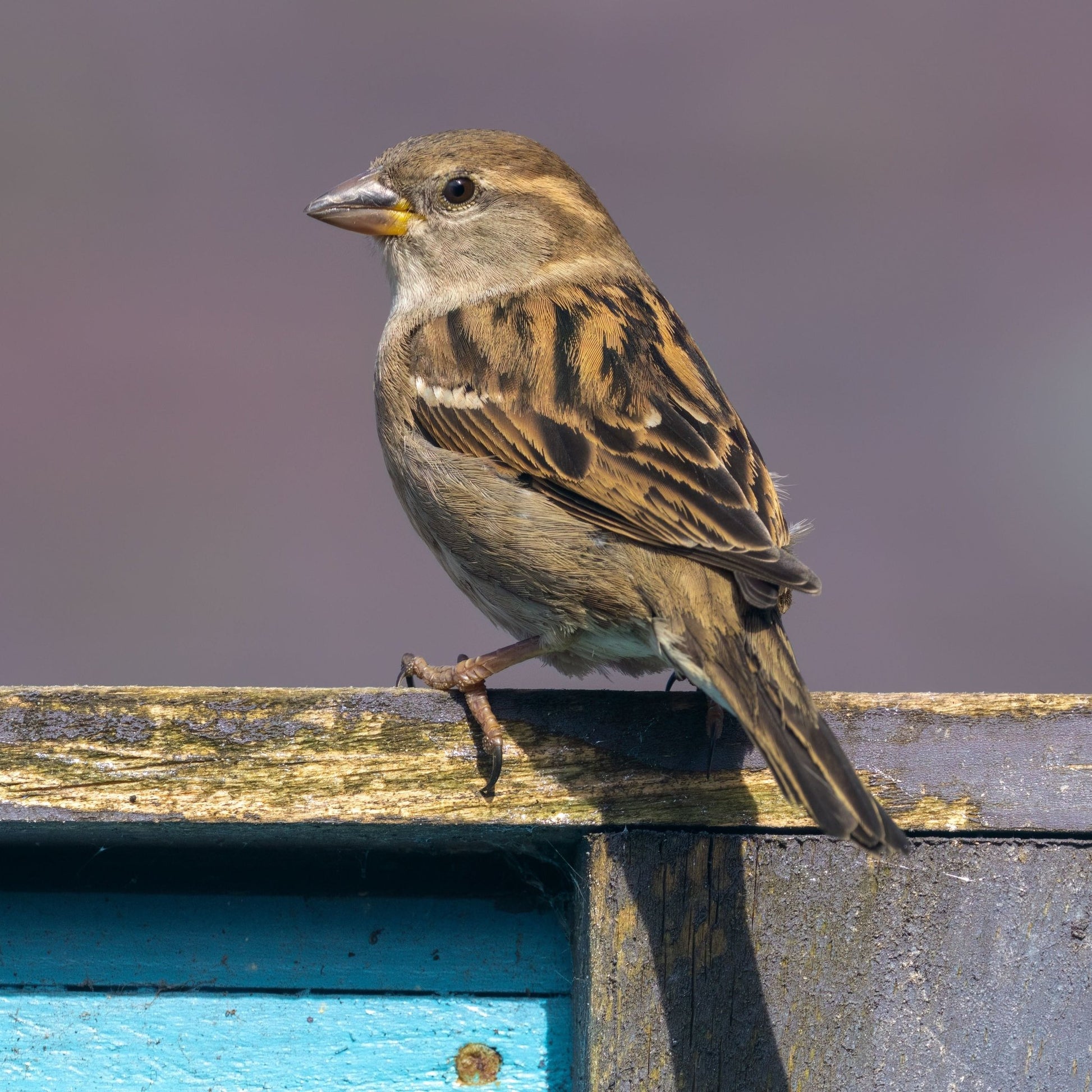 Buy sparrow nest box – support biodiversity in your garden | Belle Epoque