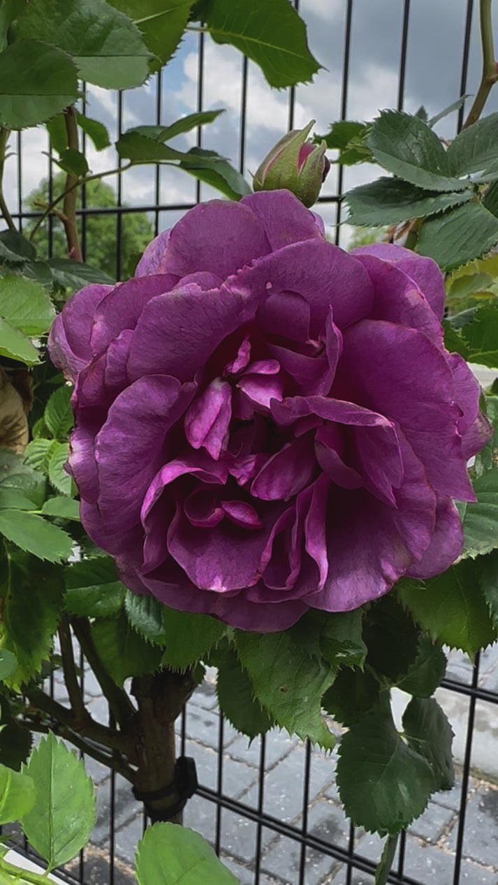 "Rosa 'Minerva' - Unieke Struikroos met Kleurverandering | Belle Epoque"