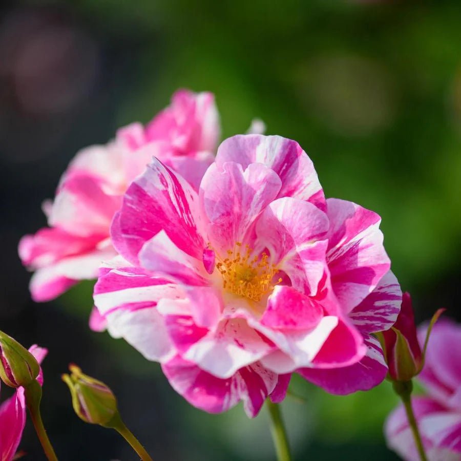 The King’s Rose™ (David Austin) – gestreepte Engelse struikroos geurend ...